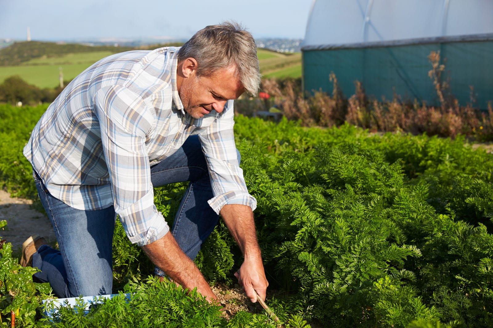 Luomuruoka – terveellisempää kuin tavallinen? - Keventäjät.fi