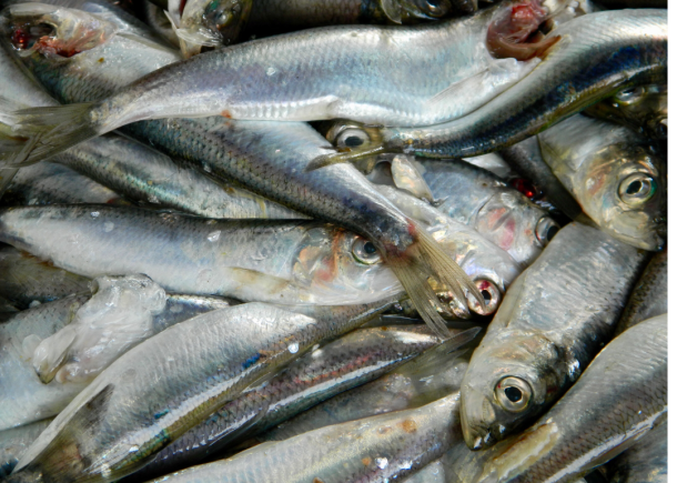 Mikä on terveellisin kala? - Keventäjät.fi